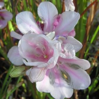 Tritonia Squalida - 5 Seed Pack | Online Seed Store