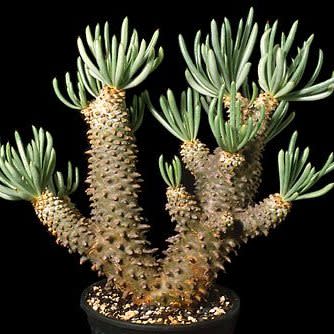 Tylecodon Cacalioides - Nenta; Sulphar Butterbush Bonsai & Bonsai EBook ...