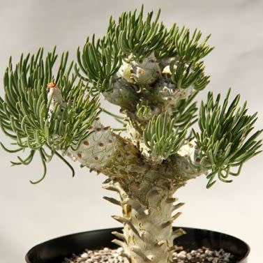 Tylecodon Cacalioides - Nenta; Sulphar Butterbush Bonsai & Bonsai EBook ...