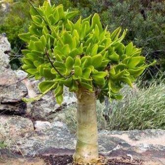 Tylecodon Paniculatus - Butter Tree; Botterboom, Baadtjies - 10 Seed ...
