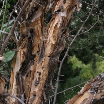 Vachellia Sieberiana Var. Woodii (Acacia Sieberiana Var. Woodii ...