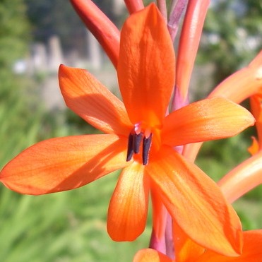 Watsonia Angusta - Grootrooipypie, Patryskos, Rooikanolpypie, Rooipypie ...