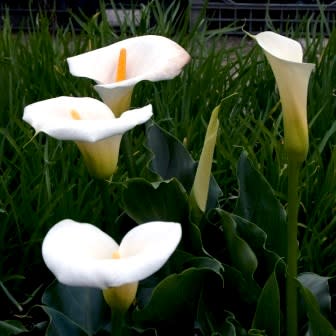 Zantedeschia Aethiopica - White Arum Lily; Aronskelk, Varkoor - 5 Seed ...