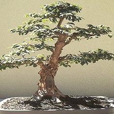 Acer Griseum - Paperbark Maple, Bloodbark Maple Bonsai & Bonsai EBook ...