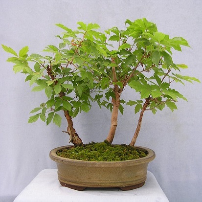 Acer Griseum - Bloodbark Maple, Paperbark Maple Bonsai & Bonsai EBook ...