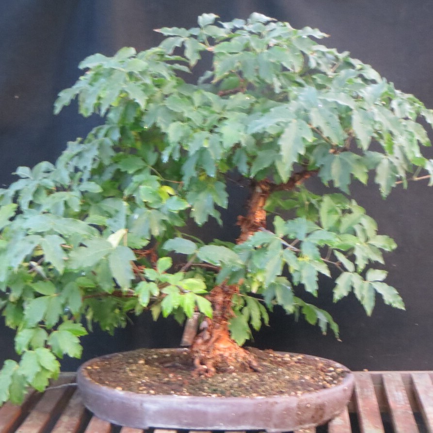 Acer Griseum - Paperbark Maple, Bloodbark Maple Bonsai & Bonsai EBook ...
