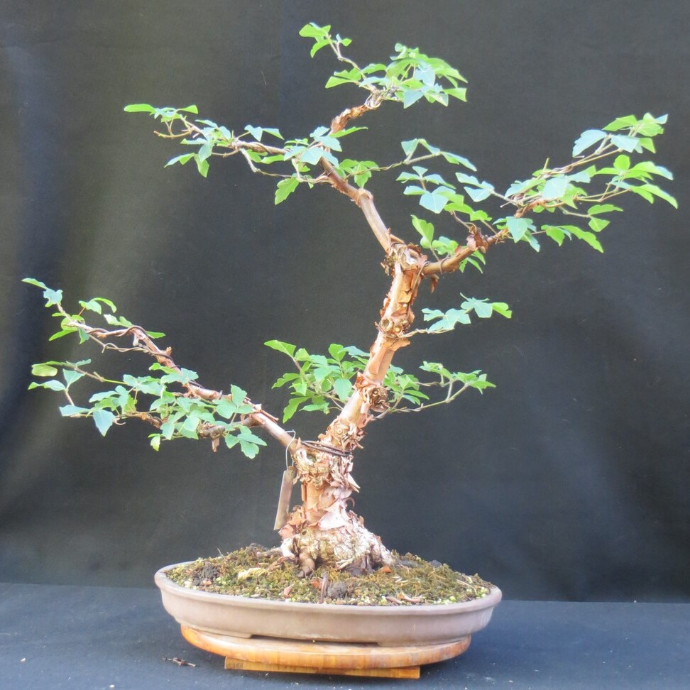 Acer Griseum - Paperbark Maple, Bloodbark Maple Bonsai & Bonsai EBook ...