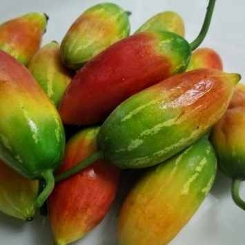 Coccinia Grandis - Ivy Gourd, Scarlet Gourd, Tindora, Kowai Fruit - 5 ...