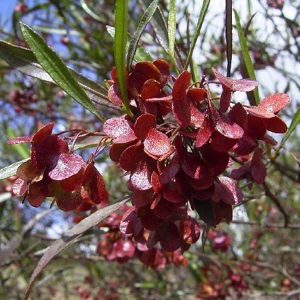 Dodonaea Viscosa 'Purpurea' - 5 Seed Pack | Online Seed Store