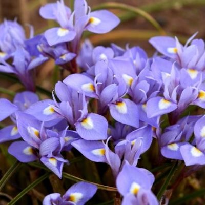 Moraea Mediterranea - 5 Seed Pack | Online Seed Store