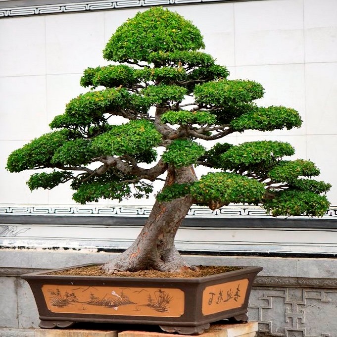 Picea Wilsonii - Wilson's Spruce Bonsai & Bonsai EBook - 20 Seed Pack ...