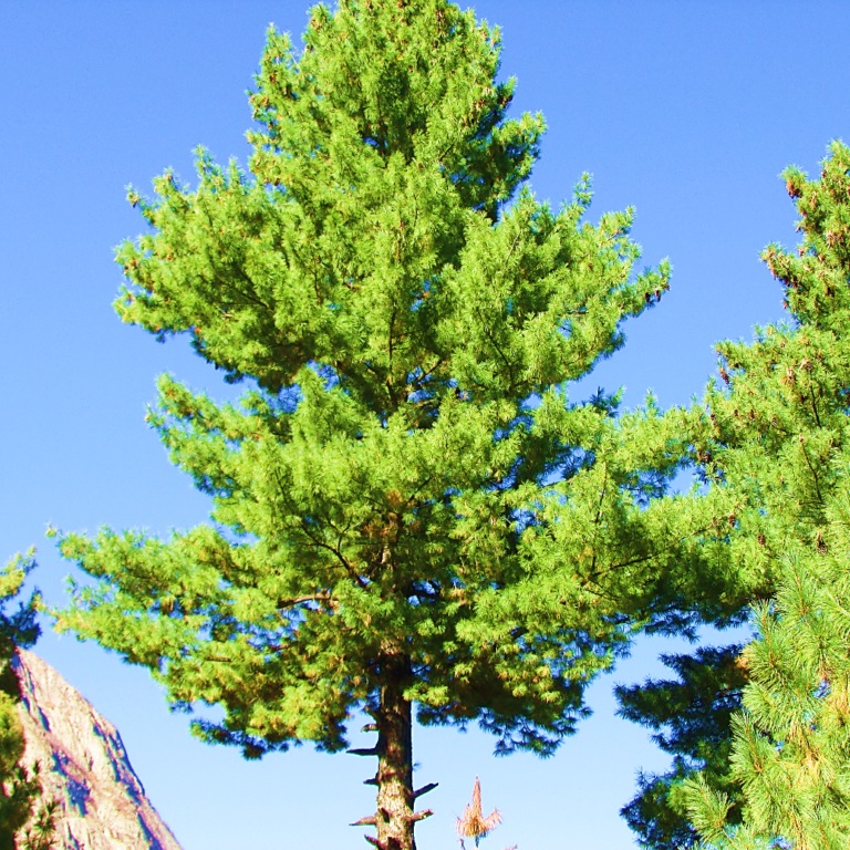 Pinus Wallichiana - Himalayan Pine, Bhutan Pine, Blue Pine, Himalayan ...