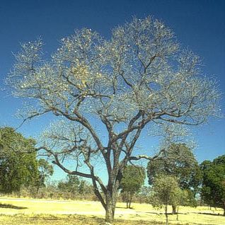 Pterocarpus Angolensis - Transvaal Teak - 5 Seed Pack | Online Seed Store