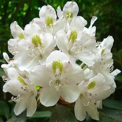 Rhododendron Maximum - Great Rhododendron, Great Laurel, Rosebay ...