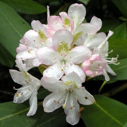 Rhododendron Maximum - Rosebay Rhododendron, Great Laurel, Great ...