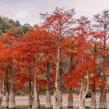 Taxodium Distichum Var. Distichum - Swamp Cypress, Bald Cypress - 50 ...
