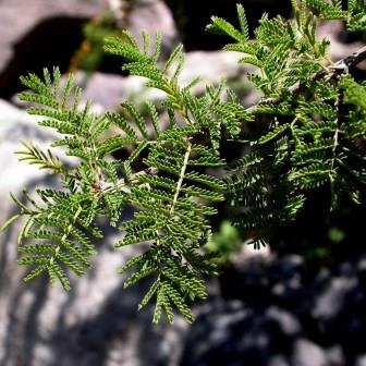Vachellia Caven - Roman Cassie - 10 Seed Pack | Online Seed Store