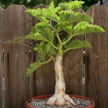 Cyphostemma Quinatum - 5 Seed Pack | Online Seed Store