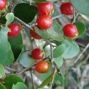 Dovyalis Longispina - Coast Kei-apple, Kuskei-appel, Natalappelkoos ...