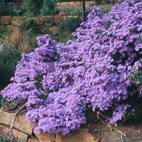 Felicia Filifolia - Fine-leaved Felicia, Wild Aster - 10+ Seed Pack ...