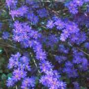 Felicia Filifolia - Fine-leaved Felicia, Wild Aster - 10+ Seed Pack ...