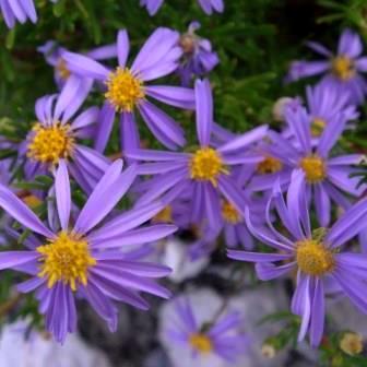 Felicia Filifolia - Fine-leaved Felicia, Wild Aster - 10+ Seed Pack ...