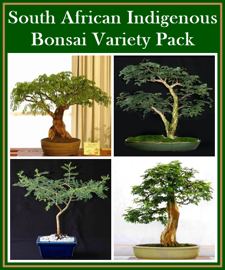 Indigenous Bonsai Variety Pack No 1 | Online Seed Store