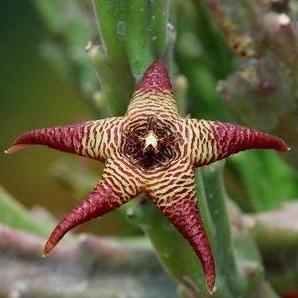 Stapelia Hirsuta Var. Baylissii (Gonostemon Baylissii) - 5 Seed Pack ...