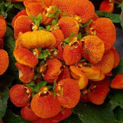 Calceolaria Hybrida - Lady's Purse, Slipper Flower, Pocketbook Flower ...