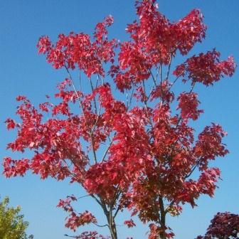 Acer Grosseri Var. Hersii - Snake-skin Maple, Bigleaf Maple, Snakebark ...