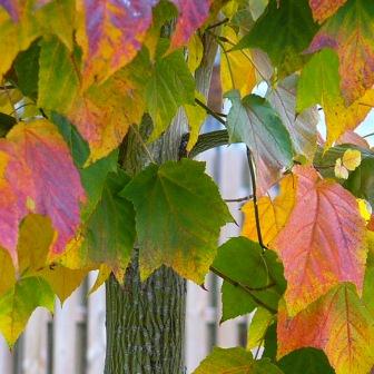 Acer Grosseri Var. Hersii - Snake-skin Maple, Bigleaf Maple, Snakebark ...
