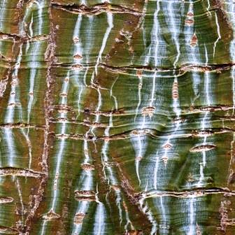 Acer Grosseri Var. Hersii - Snake-skin Maple, Bigleaf Maple, Snakebark ...
