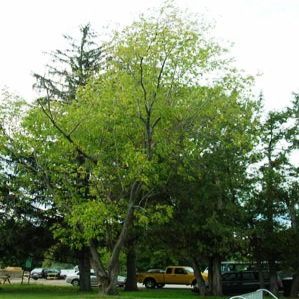 Acer Negundo - Cutleaf Maple, Manitoba Maple, Elf Maple, Boxelder Maple ...