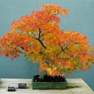 Acer Palmatum Hogyoku - Japanese Maple 'Hogyoku', Jewel Of Fall ...