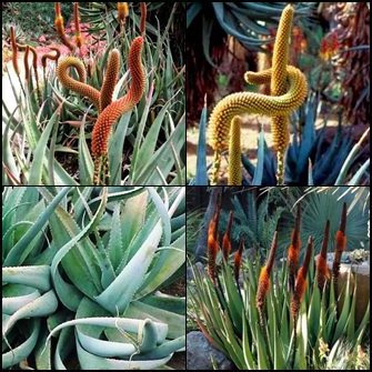 Aloe Castanea X Aloe Globuligemma - Cat`s Tail Aloe X Beady Aloe ...