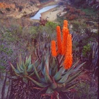 Aloe Ferox - Bitter Aloe - 5 Seed Pack | Online Seed Store