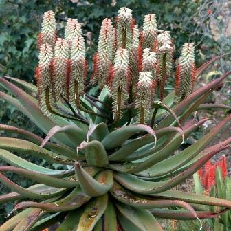 Aloe Ferox White Flower - White Bitter Aloe - 5 Seed Pack | Online Seed ...