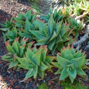 Aloe Perfoliata - Mitre Aloe; Krans Aalwyn - 5 Seed Pack | Online Seed ...