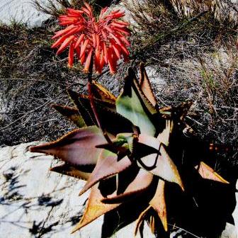 Aloe Perfoliata - Mitre Aloe; Krans Aalwyn - 5 Seed Pack | Online Seed ...