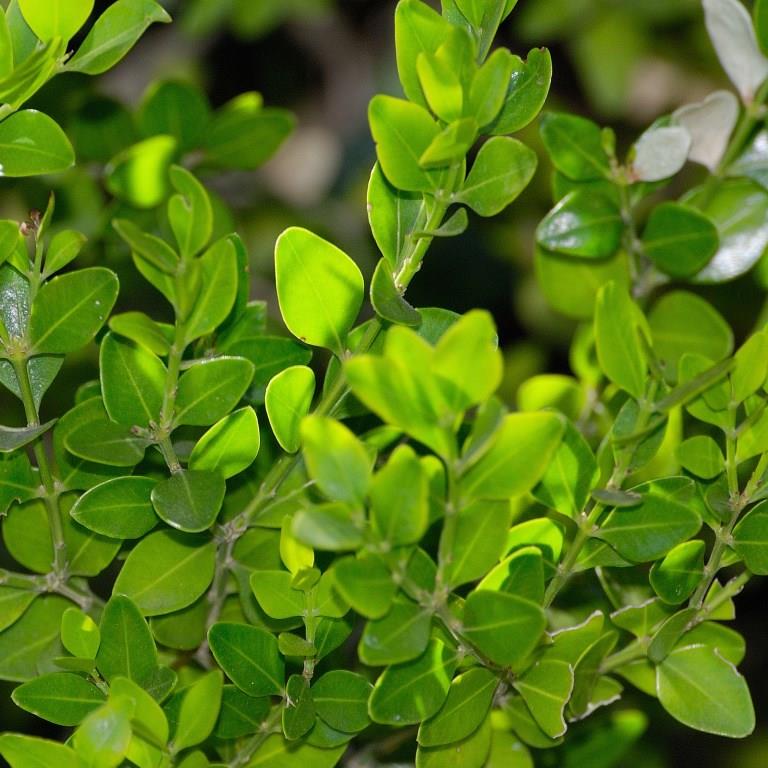 Buxus Macowanii - Cape Box; Buig-my-nie, Afrikanse Buksboom - 5 Seed ...