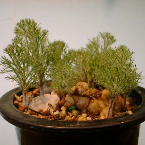 Eriospermum Paradoxum - Haasklossie - 5 Seed Pack | Online Seed Store