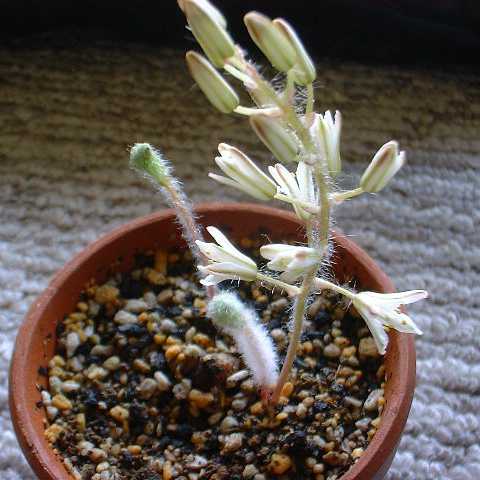 Eriospermum Paradoxum - Haasklossie - 5 Seed Pack | Online Seed Store