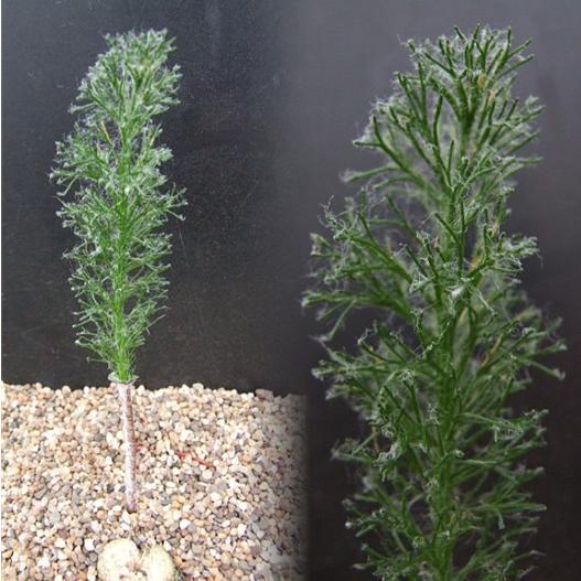 Eriospermum Paradoxum - Haasklossie - 5 Seed Pack | Online Seed Store