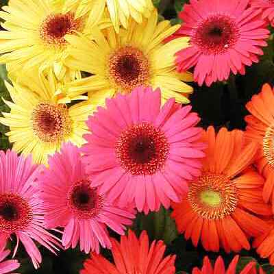Gerbera Jamesonii - Barberton Daisy - 5 Seed Pack | Online Seed Store