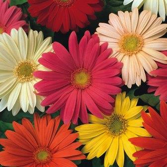 Gerbera Jamesonii - Barberton Daisy - 5 Seed Pack | Online Seed Store