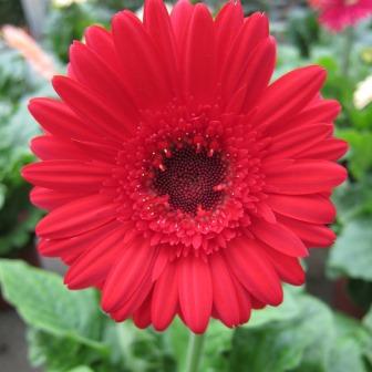 Gerbera Jamesonii - Barberton Daisy - 5 Seed Pack | Online Seed Store