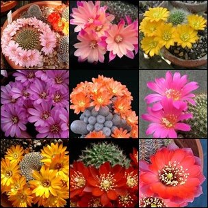 Rebutia Mixed Species - Premium Mix - 5 Seed Pack | Online Seed Store