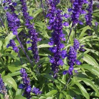 Salvia Farinacea - Blue Sage, Blue Bedder, Mealycup Sage - 5 Seed Pack ...