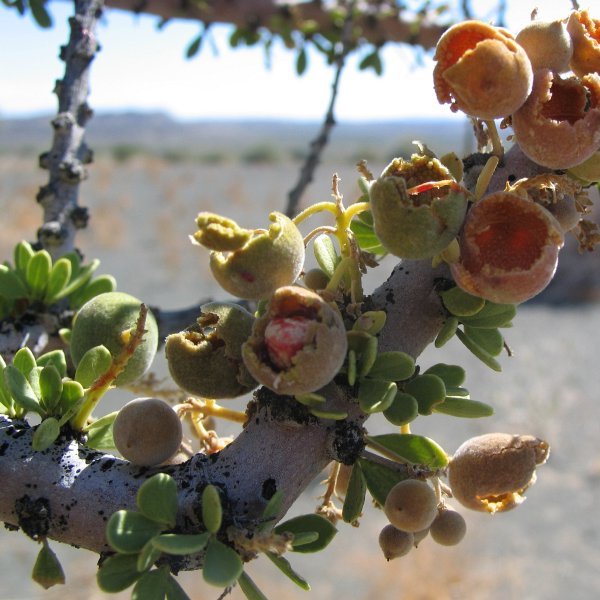 Boscia Foetida - Stink Shepherds-tree; Stinkdoring - 5 Seed Pack ...