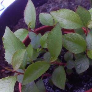 Catha Edulis - Khat, Qat, Bushman’s Tea - 5 Seed Pack | Online Seed Store